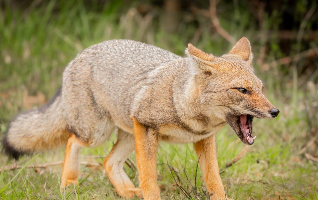 20 Adorable Fox Species You Didn’t Realize Were Out There - Pawy Trail