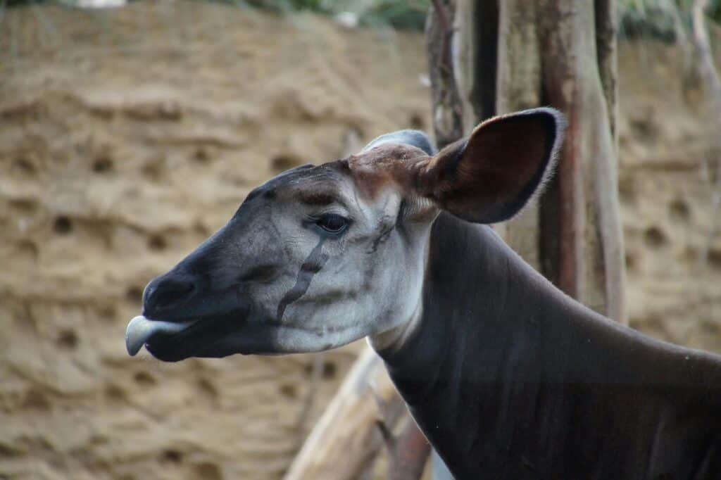 8 Rare Animals That Show The World's Extraordinary Side - Pawy Trail