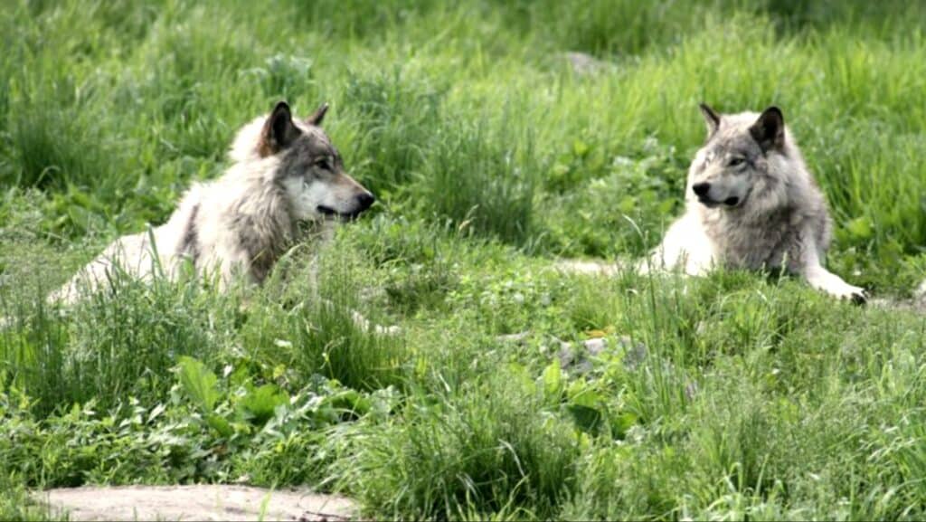 6 Key Ways In Which Wolves Sustain Ecosystem Balance - Pawy Trail