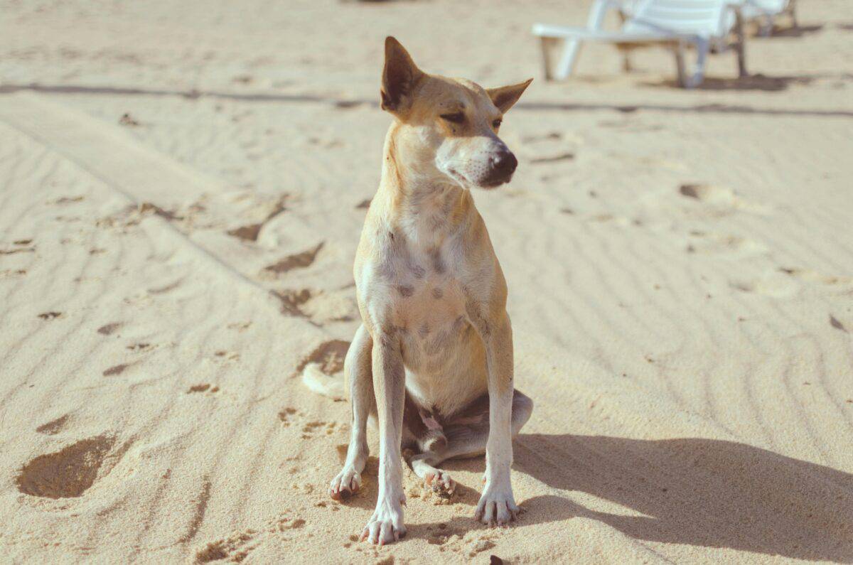 Check Out These 8 Dog Breeds That Thrive in Hot Climates - Pawy Trail